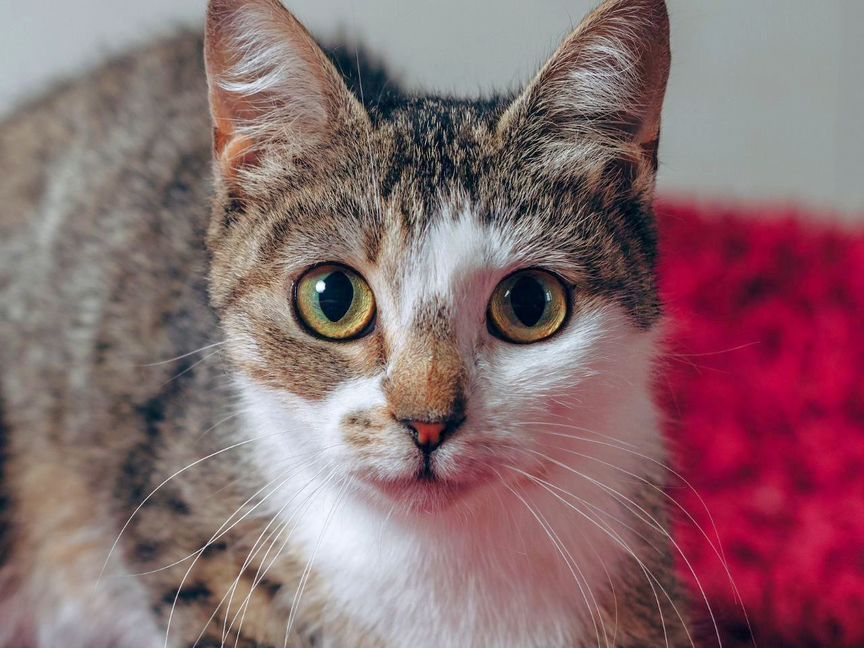 Кошка Зара хочет домой кошка в дар