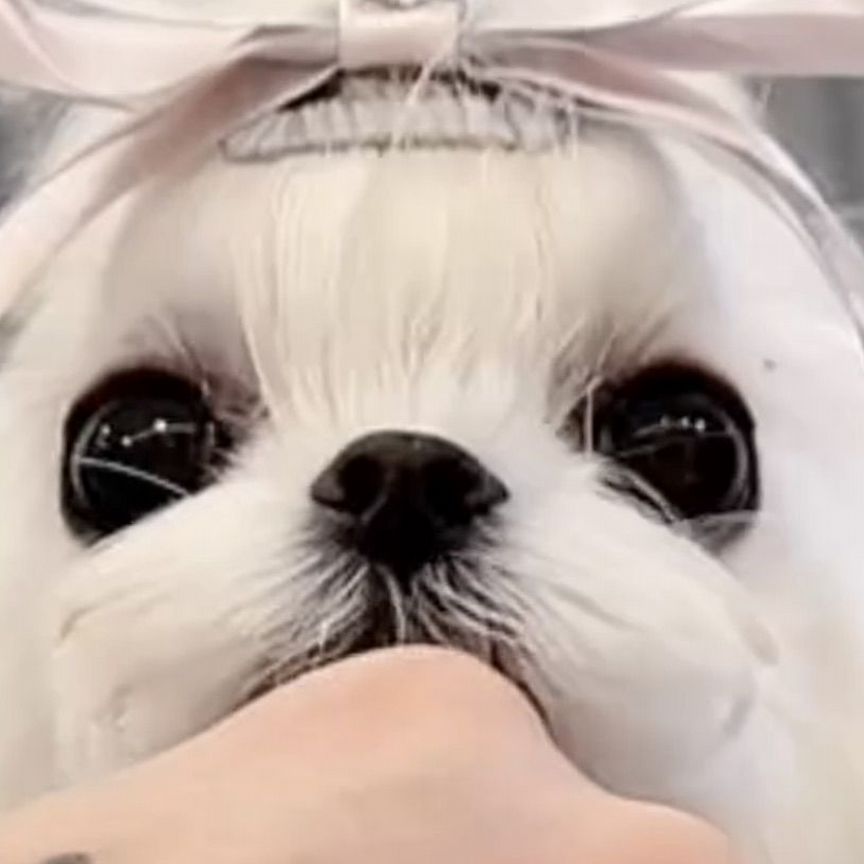 Мальтийская болонка, щенок