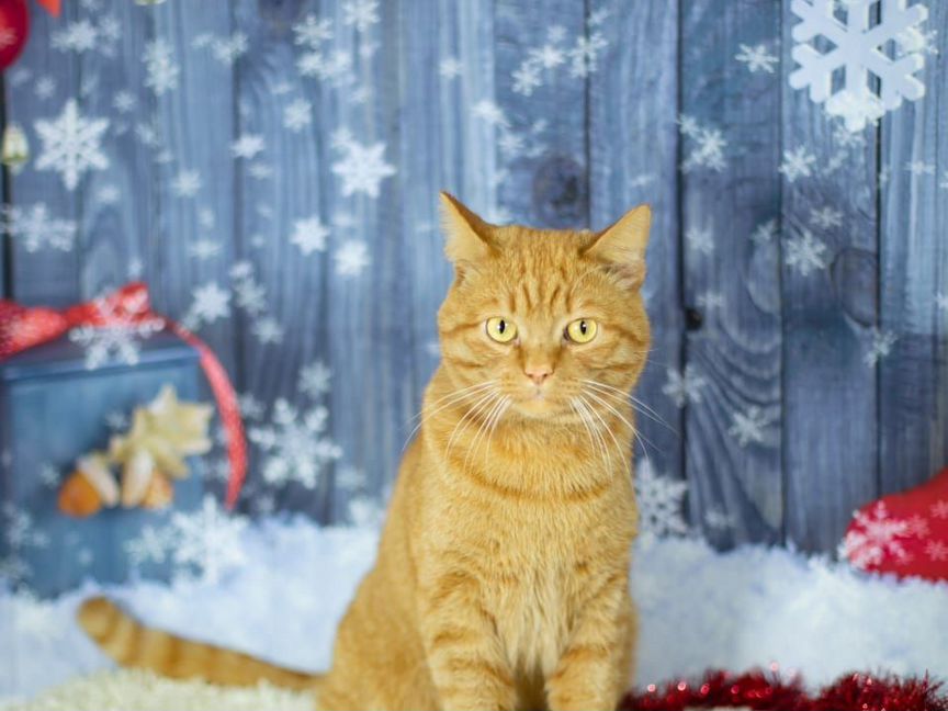 Котик в поисках дома