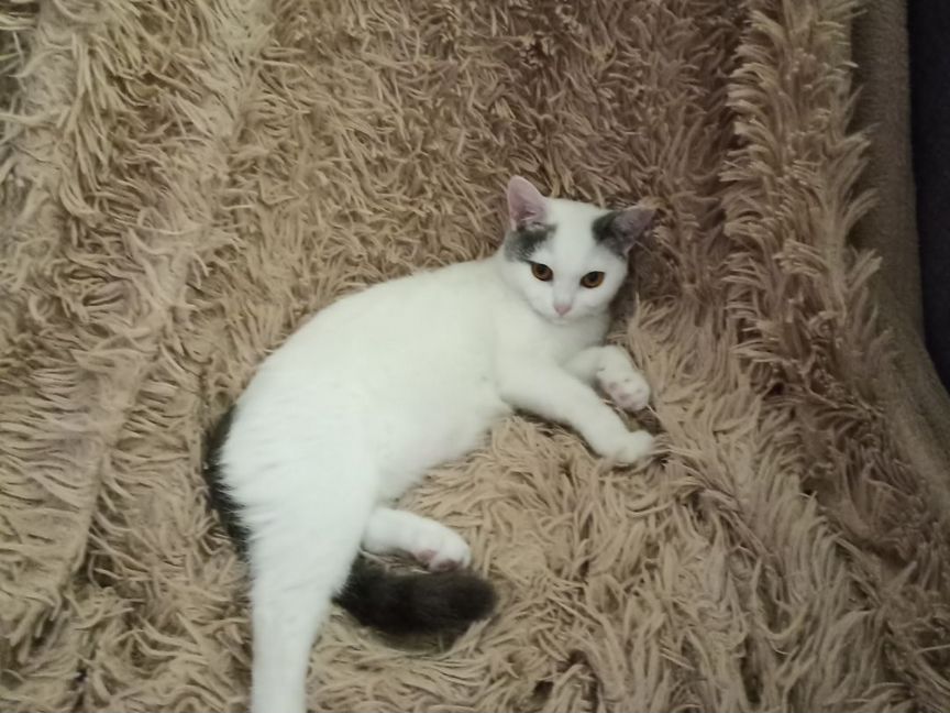 Кошка турецкий Ван