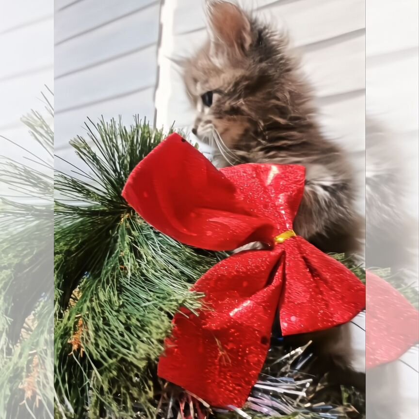 Мейн-кун котёнок