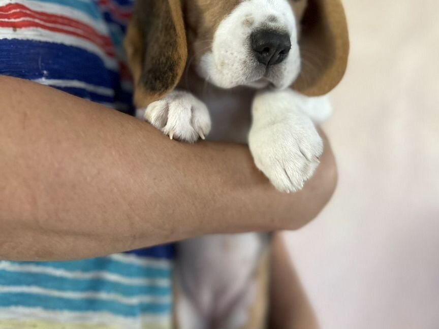 Бигль щенки