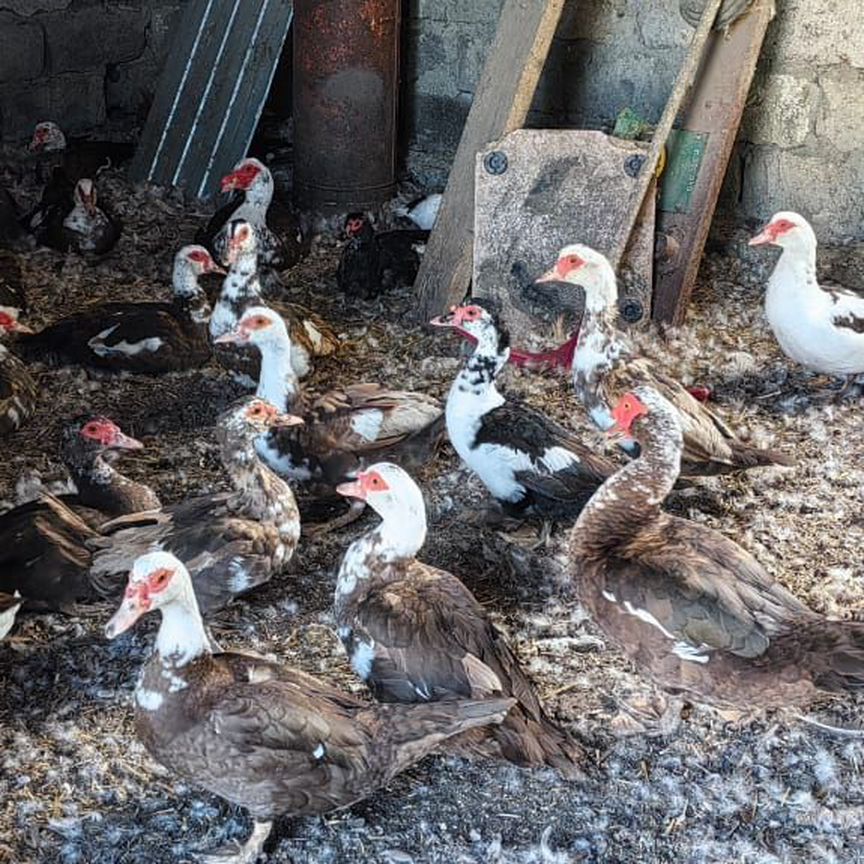 Индоутка мускусная утка