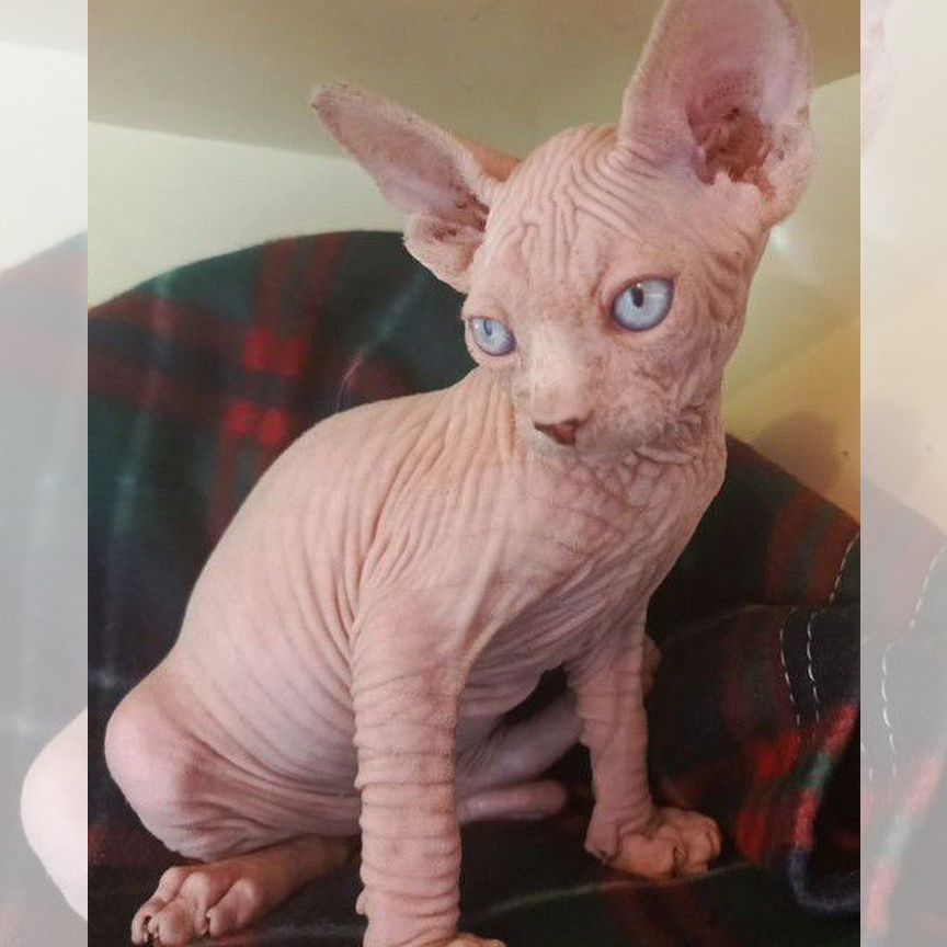 Канадский сфинкс Котёнок мальчик морщина блонд