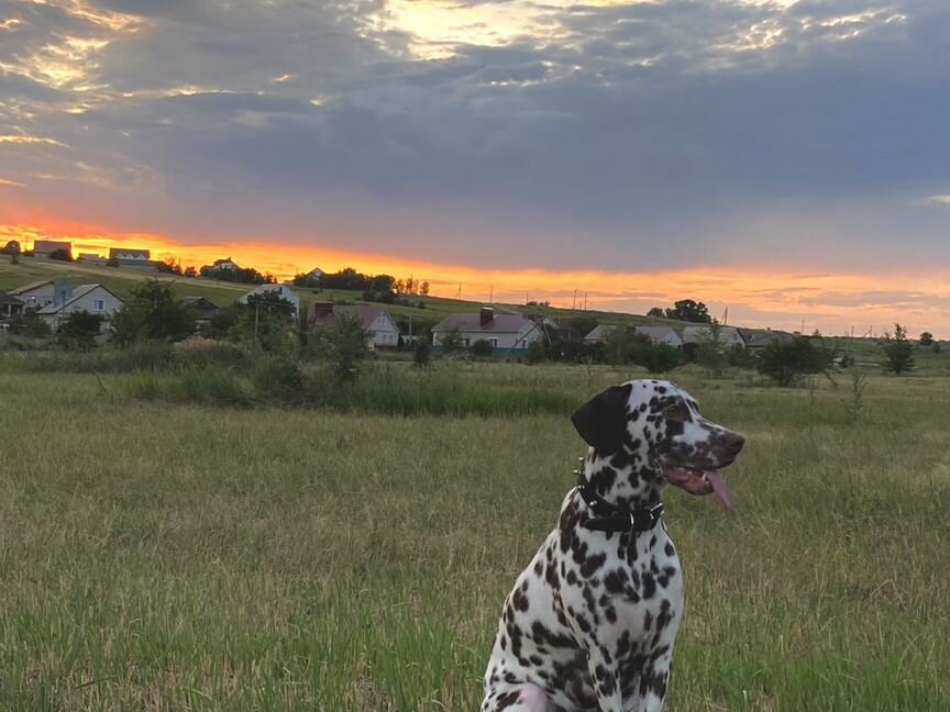 Далматинец вязка