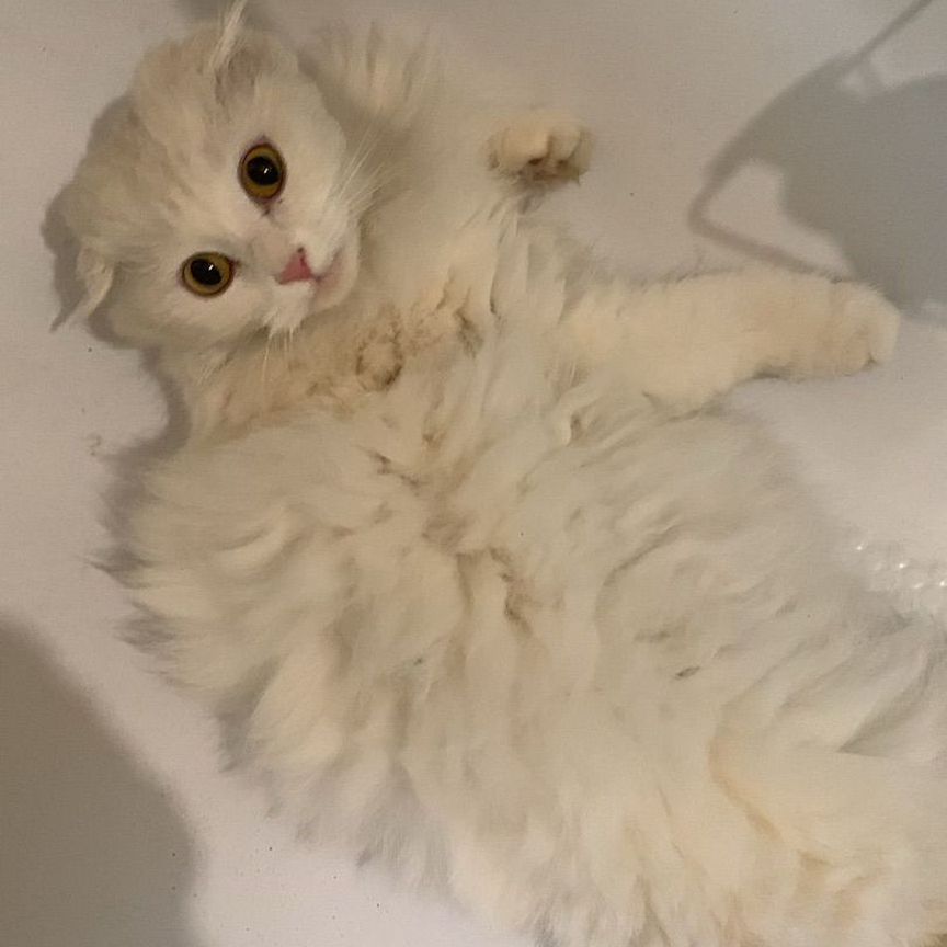 Отдам в добрые руки кошку 2,5 года