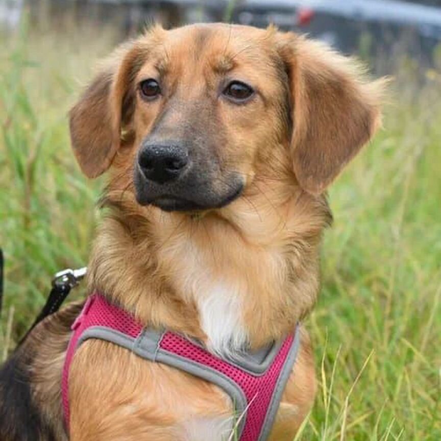 Сальма ищет дом