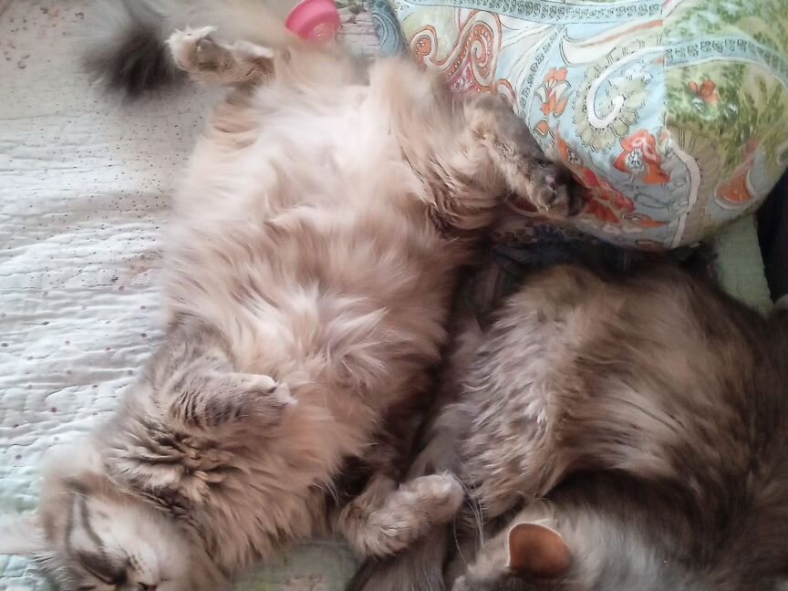 Сибирские котята