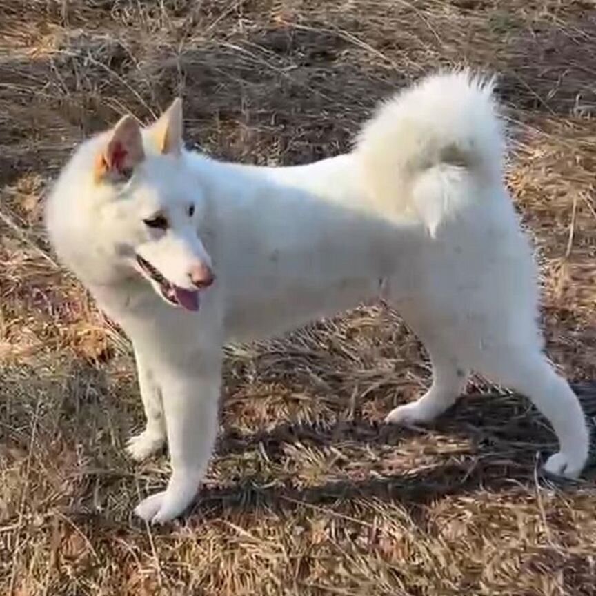 Западносибирская лайка, взрослая собака