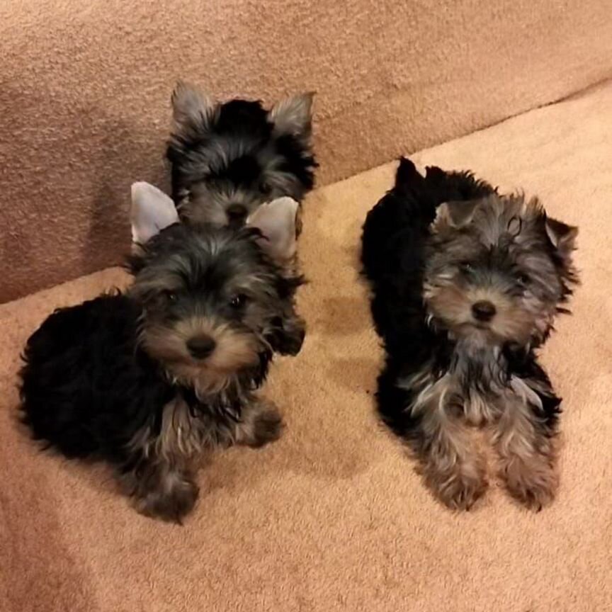 Йоркширский терьер щенки