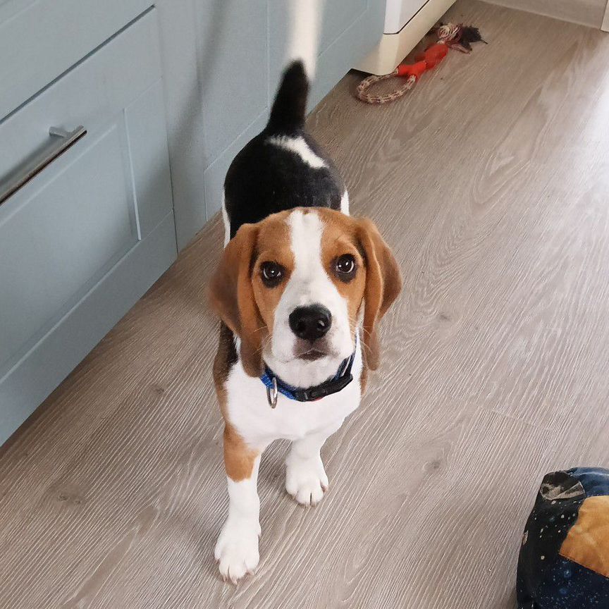 Бигль, щенок