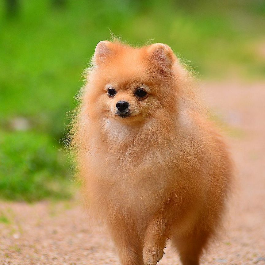 Померанский шпиц