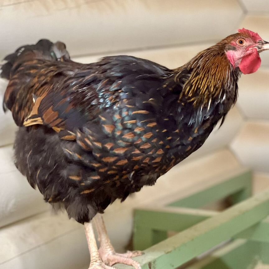 Петух Виандот