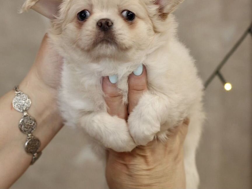 Девочка чихуахуа крем брюле Документы РКФ