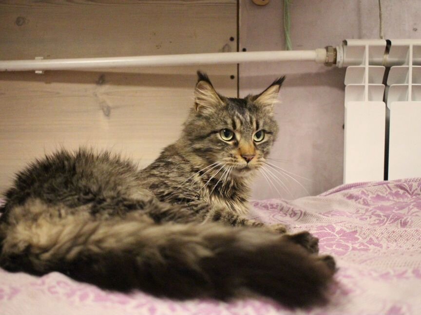 Кошка мейн-кун взрослая, с родословной