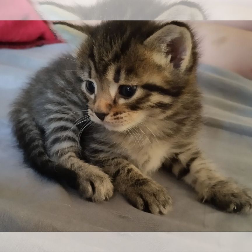 Котёнок в добрые руки
