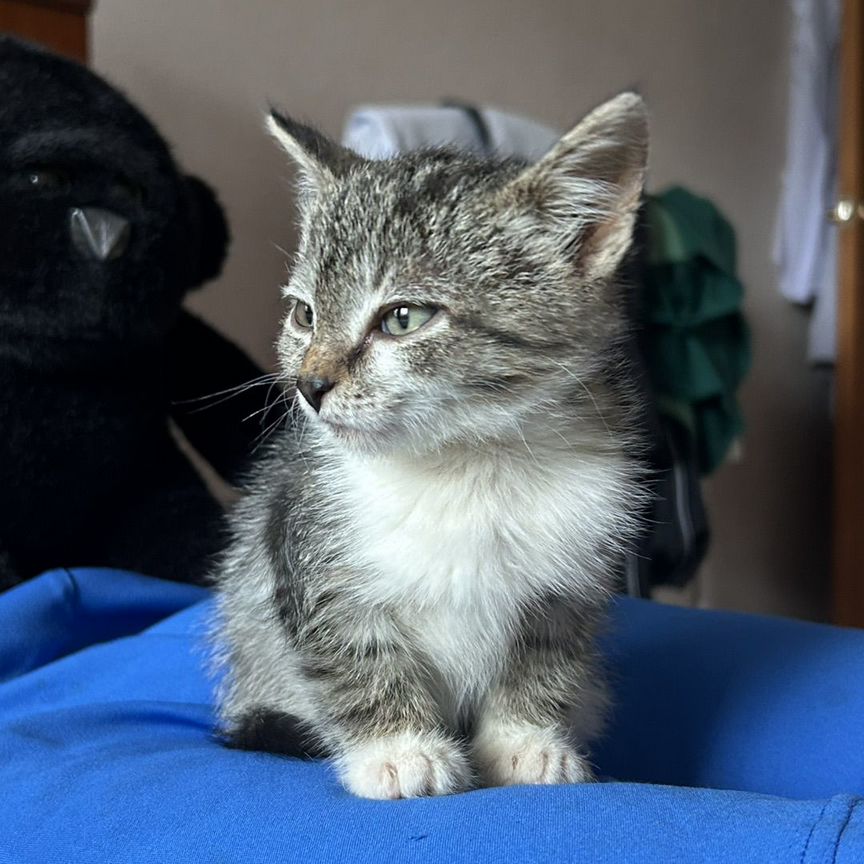 Котенок в добрые руки приучен к лотку