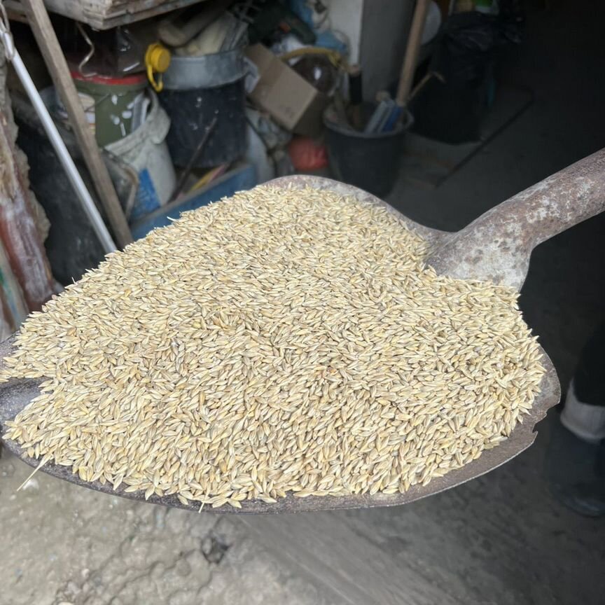 Ячмень озимый 2024г