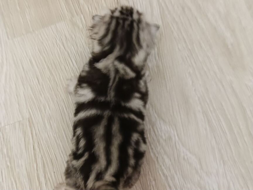 Шотландская кошка