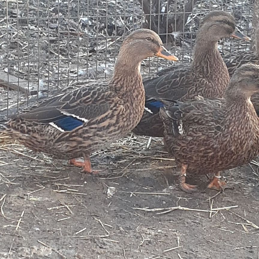 Подсадные утки для охоты