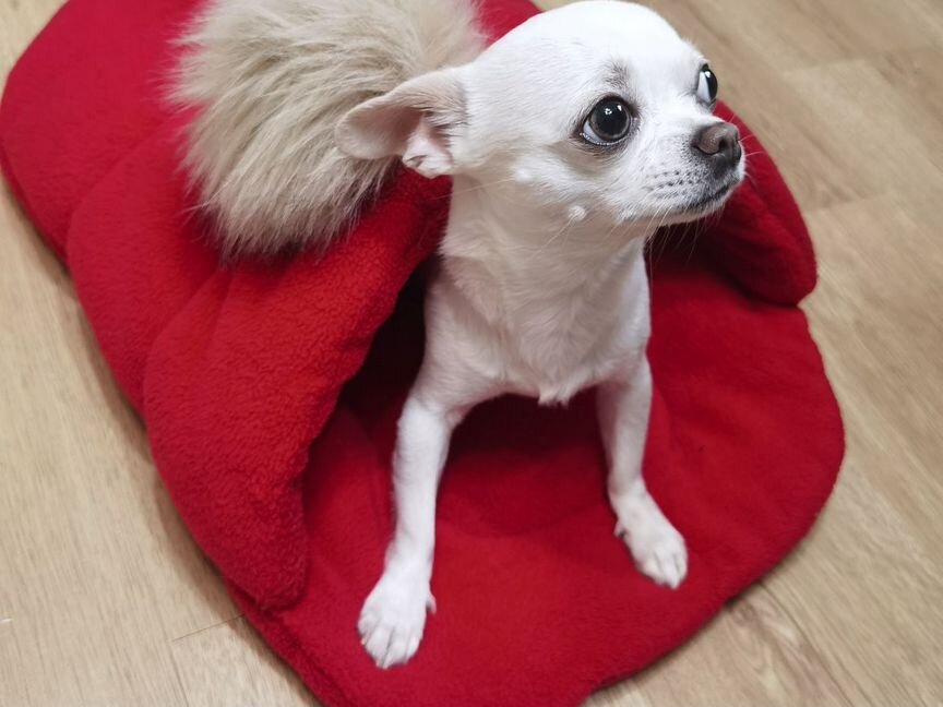 Домик - тапок для домашних животных