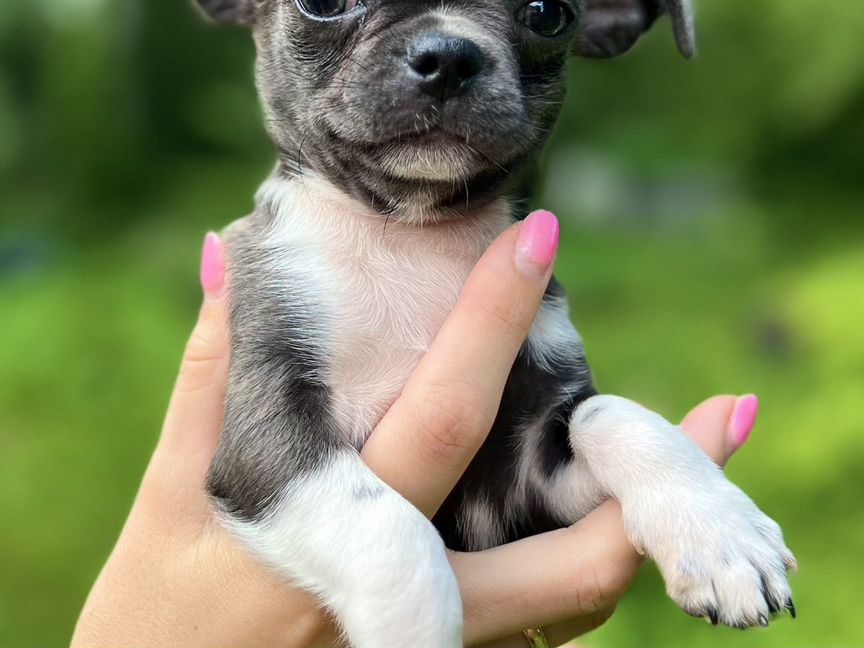 Чихуахуа щенки мини