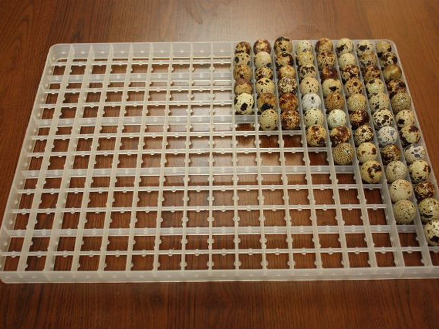 Сотовый лоток для перепелиных яиц