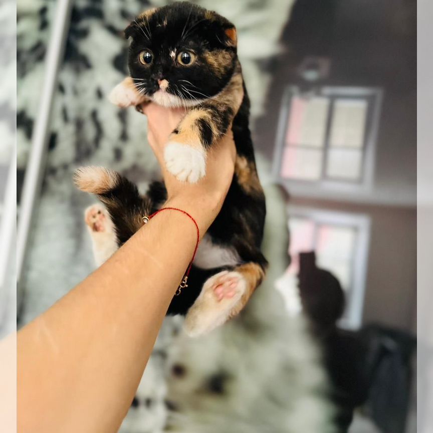 Шотландская черепашка