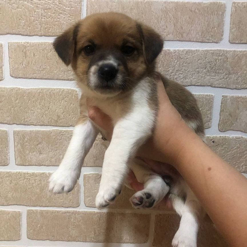 Щенки джек рассел терьер помесь