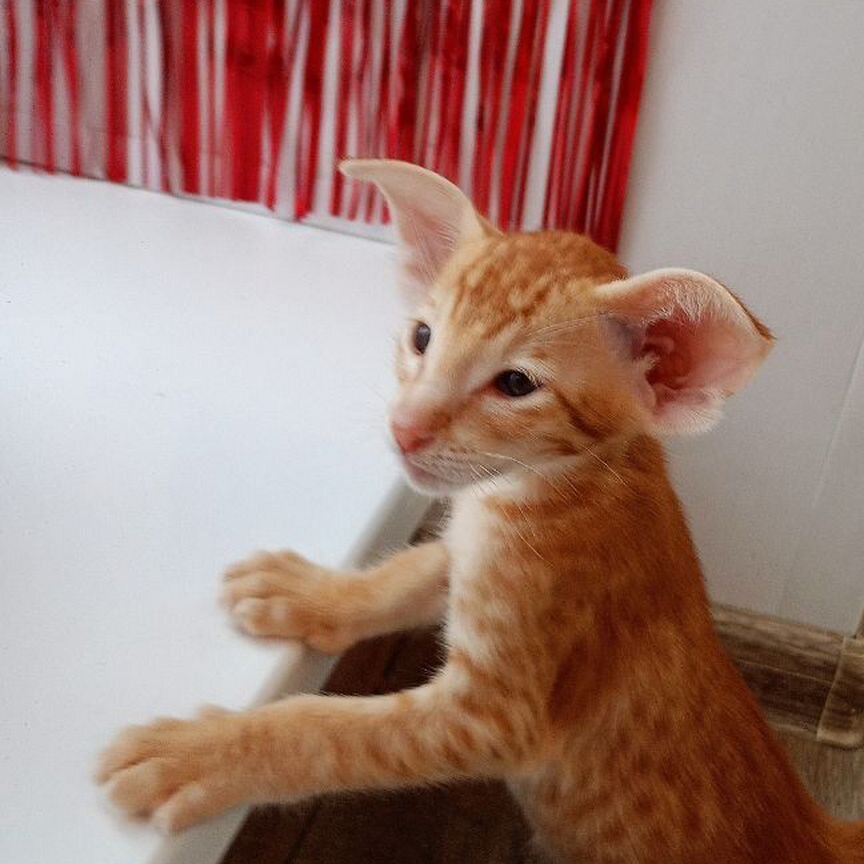 Ориентальные котята