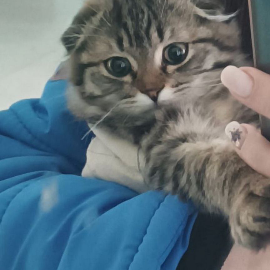 Шотландская вислоухая кошка