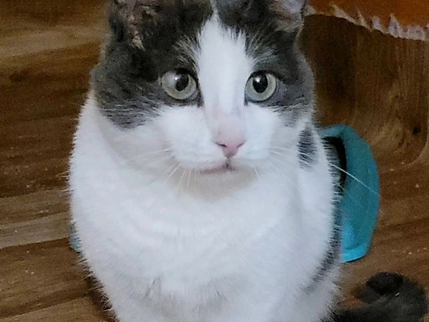 Котик Мазик (особенный малыш)