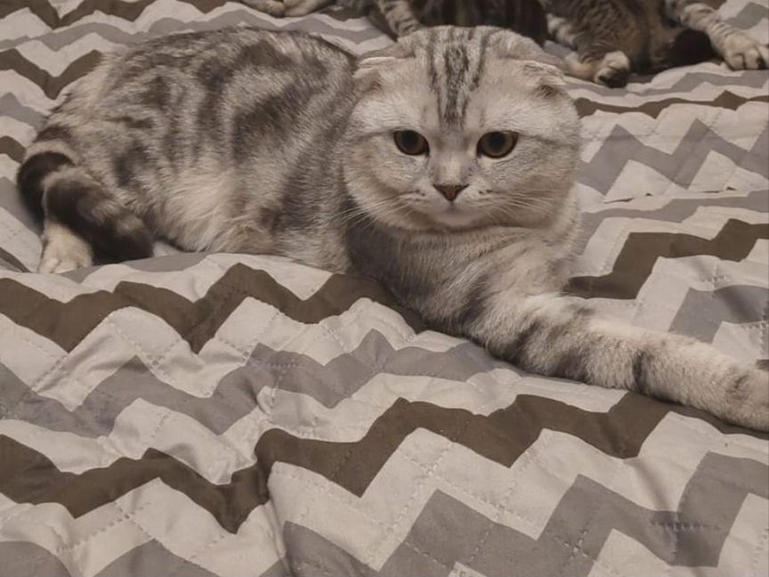 Шотландские вислоухие котята