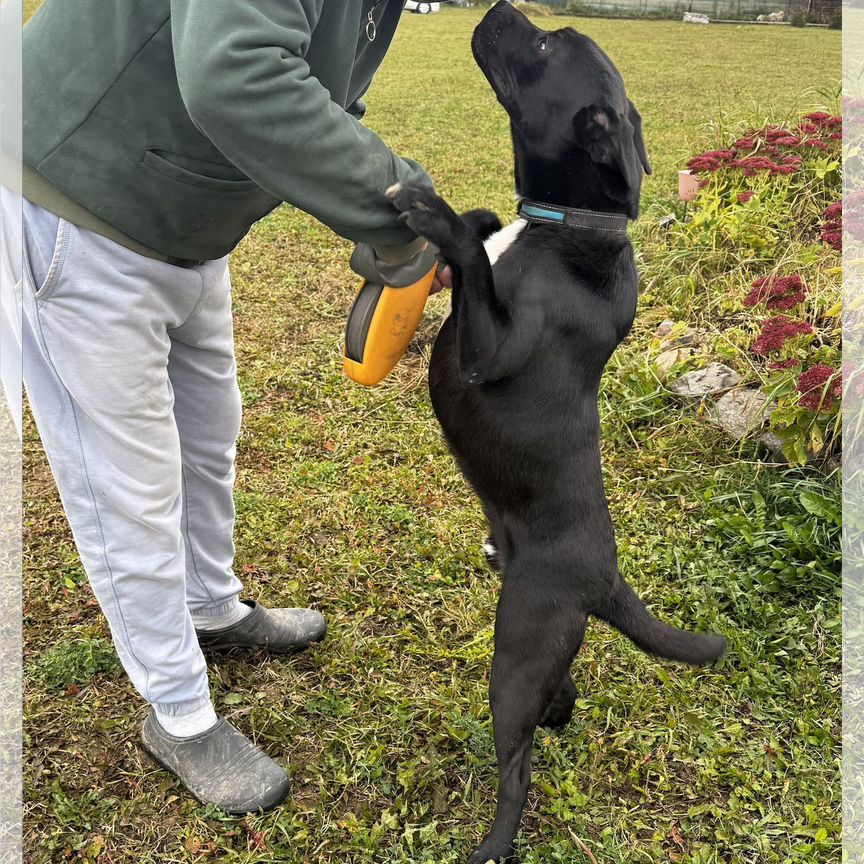 Стаффордширский бультерьер, взрослый пёс