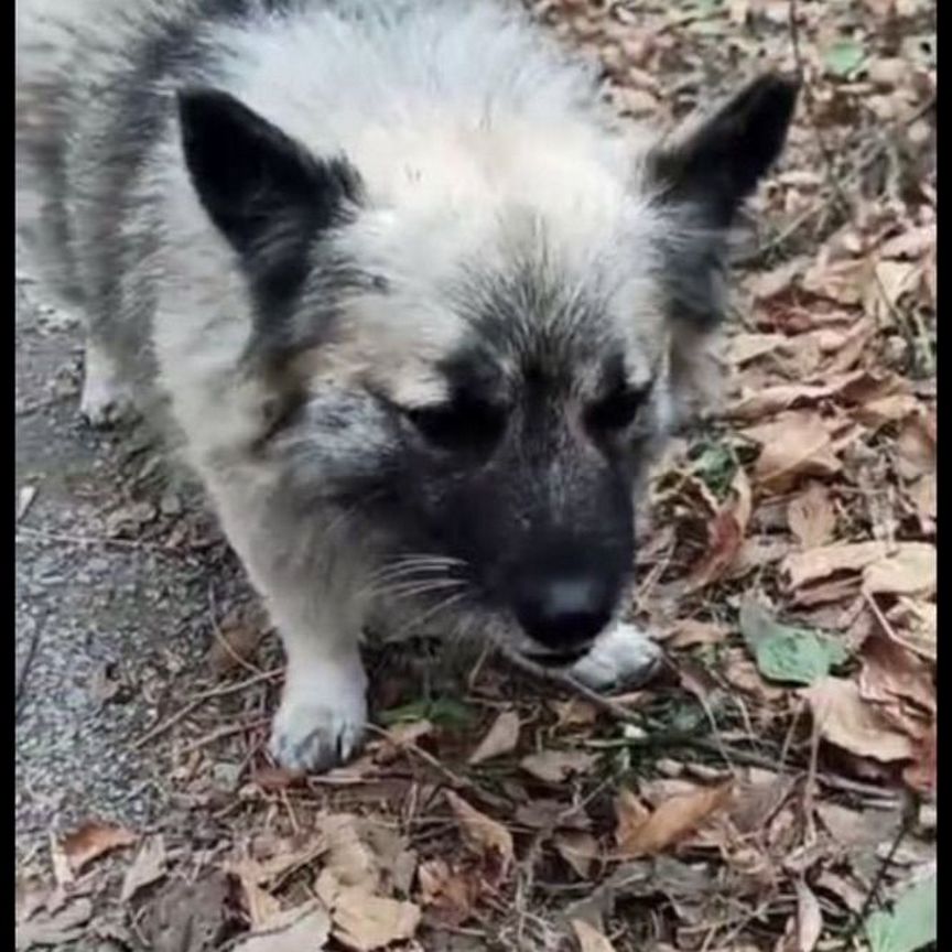 Собака небольшая живет на дороге