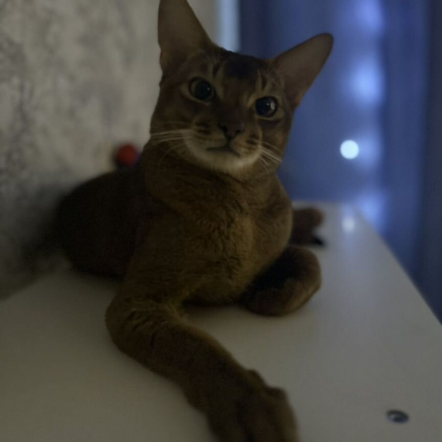 Отдам в добрые руки