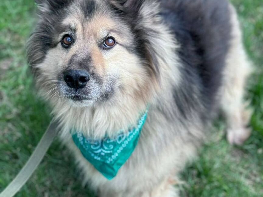 Пушистый Бароша ищет дом