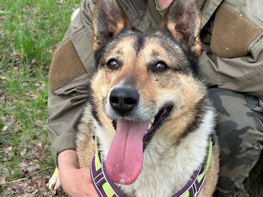 Собака оказалась в приюте