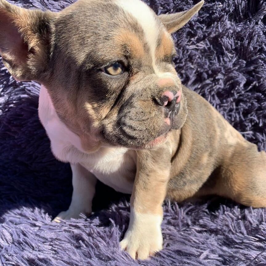 Французский бульдог