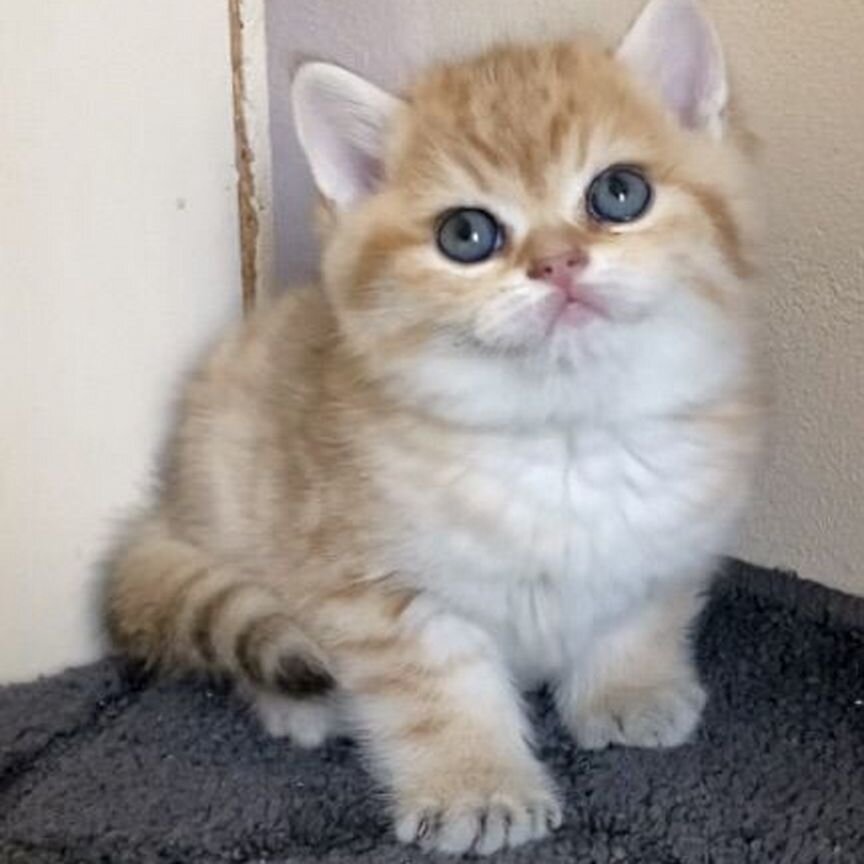 Британский короткошёрстный котёнок
