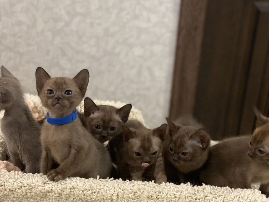 Бурманские котята