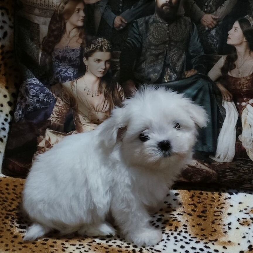 Мальтийская болонка, щенок