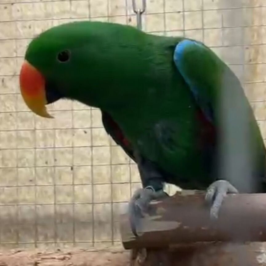 Попугаи эклектус Птинцы