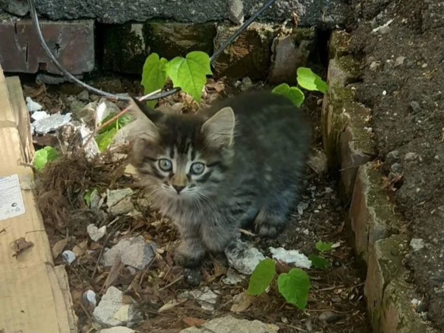 Малыш на улице. Ищет дом