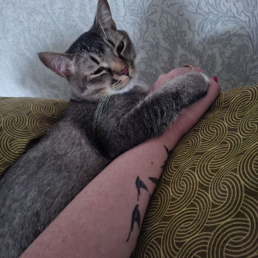 Кот в добрые руки