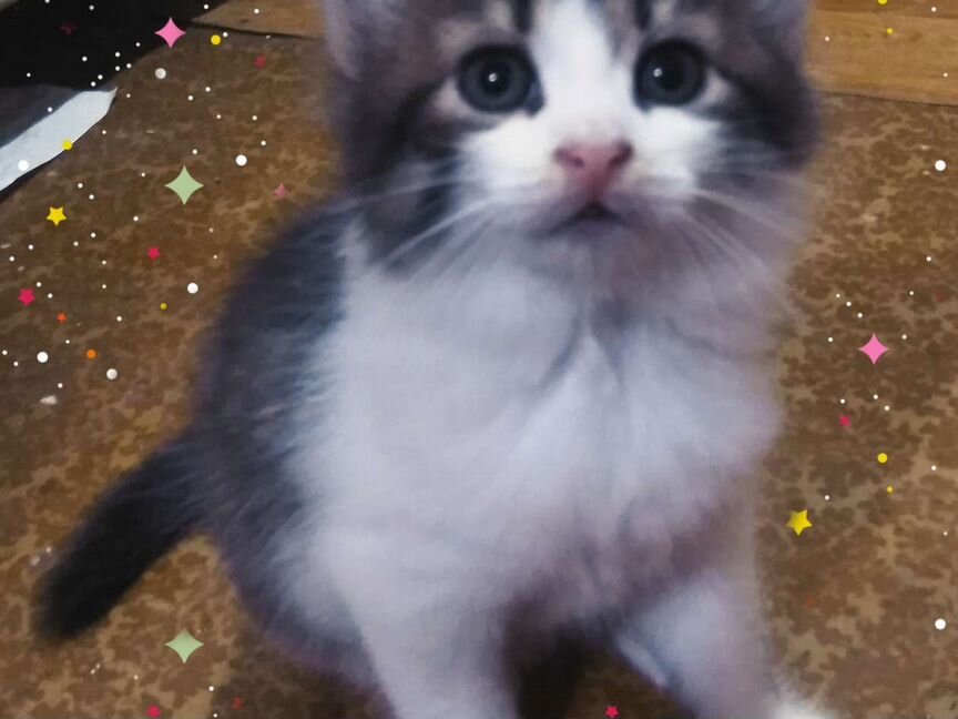 Красивые котята от кошки-мышеловки