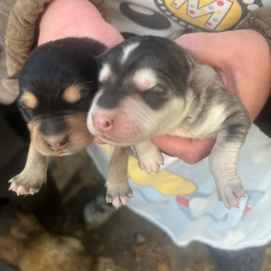 Кутята полукровки лайки