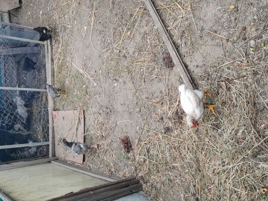 Продам циплят несушки