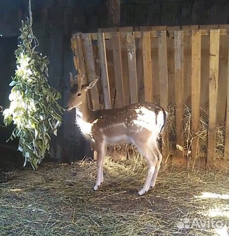Лань европейская, олень