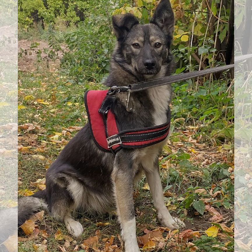 Собака в добрые руки отдам бесплатно